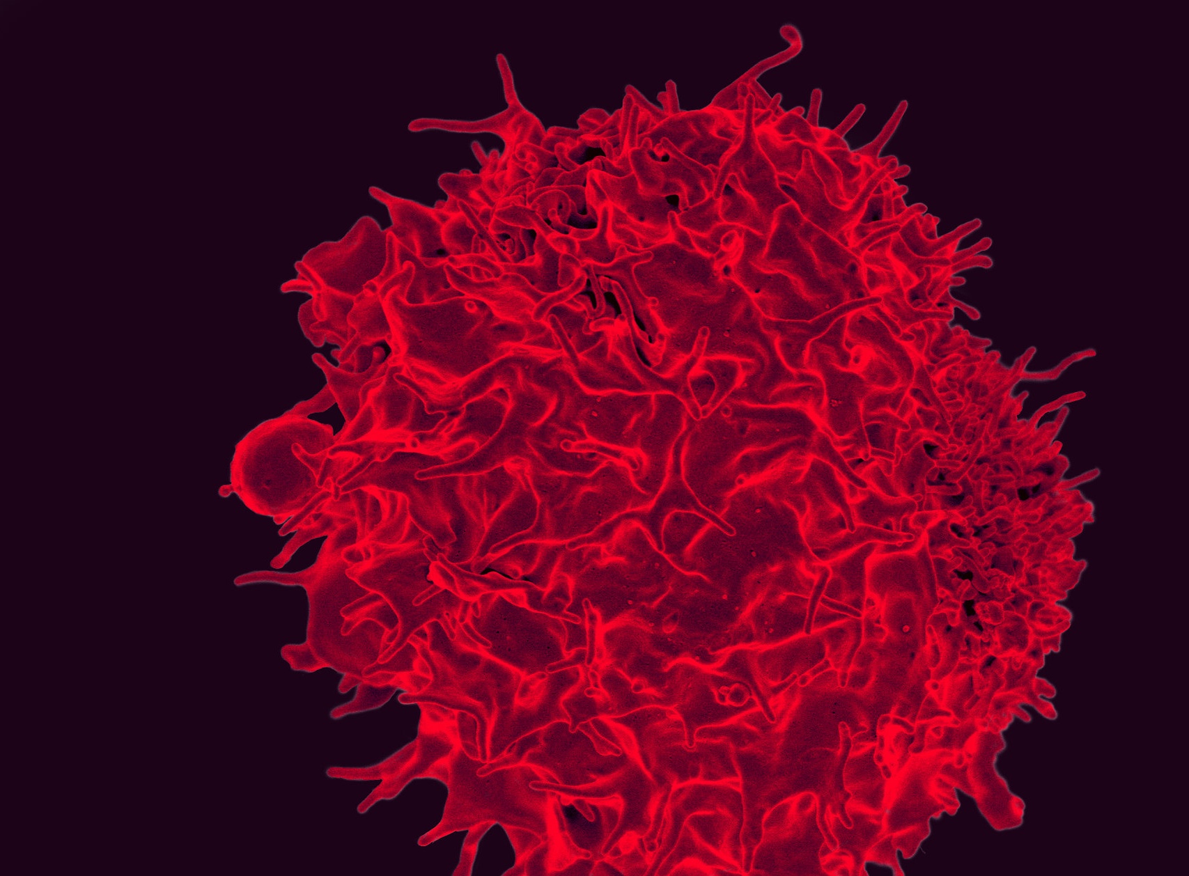 LJI researchers shed light on devastating blood diseases – lji.org